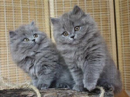 Продаются вислоухие котята.