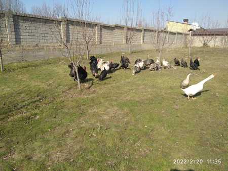 Kurka sotiladi sog‘lom