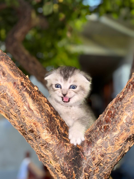 Продаются котята шиншиллы