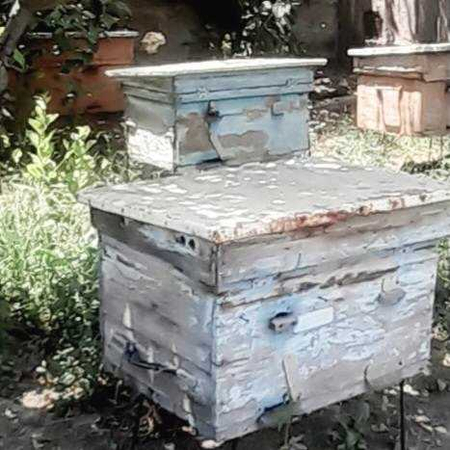 Продается пасика.