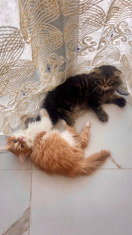 Вислоухие котята