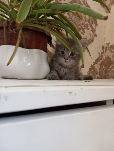 Отдам породистых котят