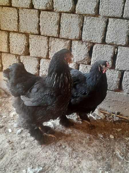Brama qora tovuq sotiladi