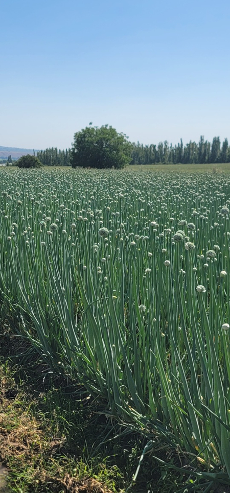 Semena luk. Garantiya