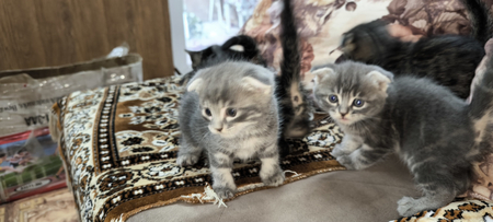 Вислоухие котята скоттиш фолд