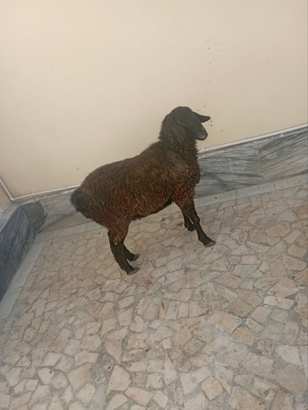 Moda barra sotiladi