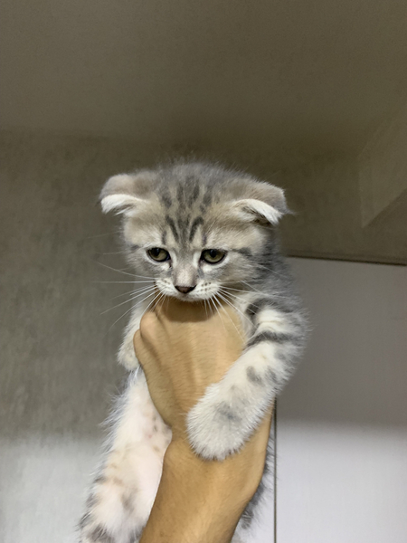 Продаются срочно котята
