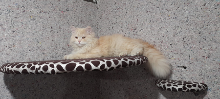 Ложе для кота и кошек