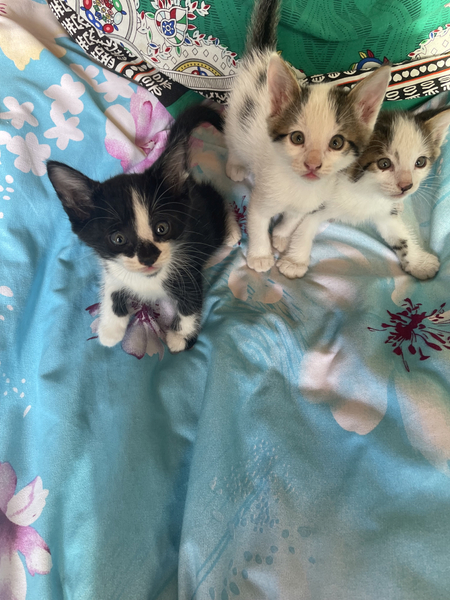 Котята бесплатно