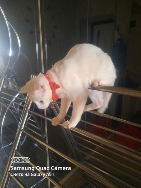 Кошка породистый  400000