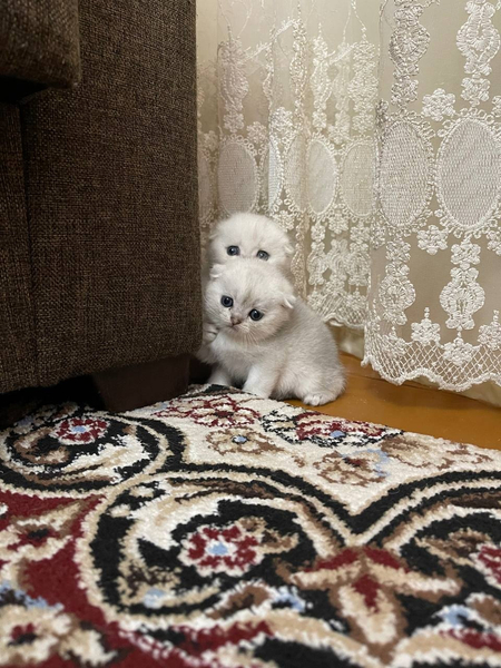 Serwbristiy shinshila foldlar