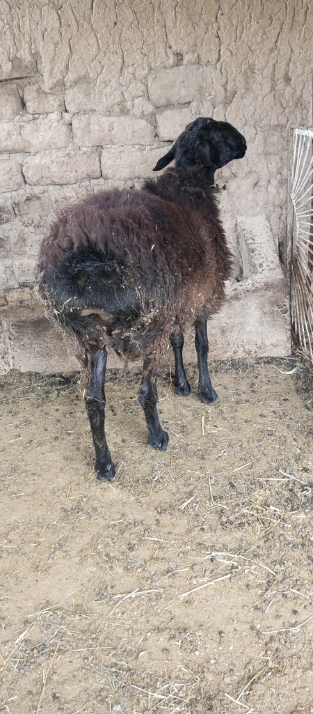 Qochqor sotiladi soglom kelishamiz