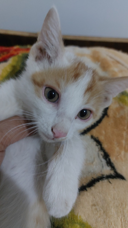 Отдам домашний котят бесплатно даром