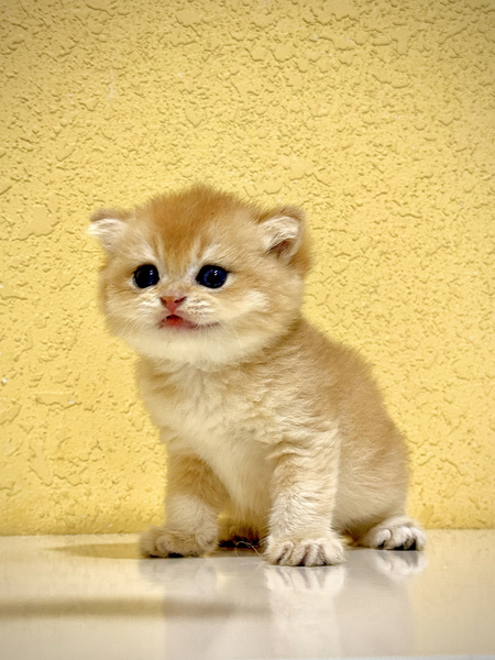british golden shinshilla ny12 toza qon