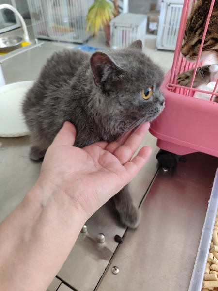 Продаются не дорого котята скотиш