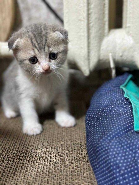 Продаются котята породы скоттиш фолд