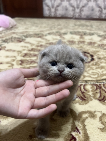 Скотиш фолд и скотиш хайленд фолд продается.
