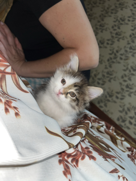 Отдам бесплатно котят в добрые руки
