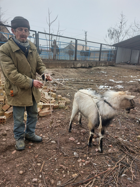 Продаю альеийского козла, возраст 1 год.  Безрогий.