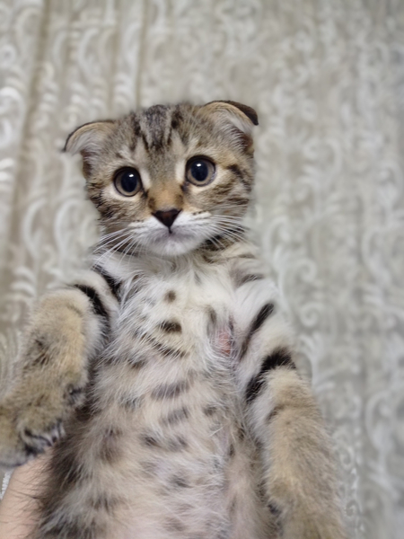 Скоттиш Фолд мальчуган