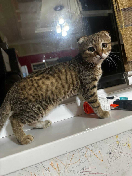 Mushuk Кошки Котят