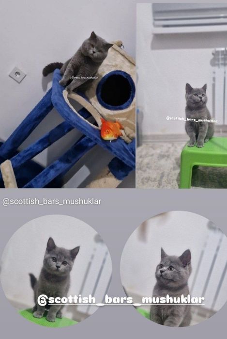 Мушук зотдор кошка котёнок котик