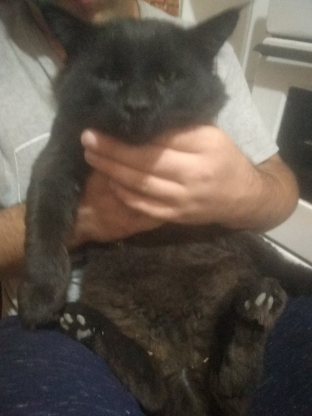 Котята Мейнкун продажа