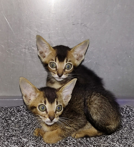 Котята Абиссинской породы