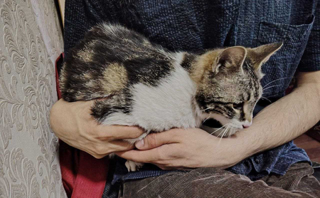 Кошка котёнок мушук mushuk