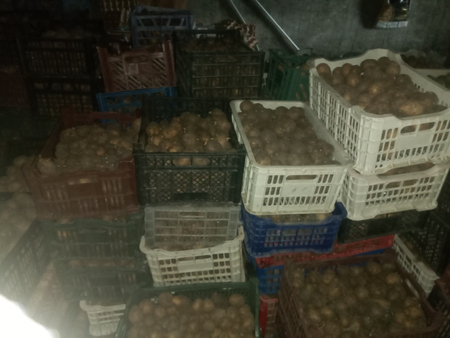 Qizil va qora(natasha) kartoshka urug'lari sotiladi