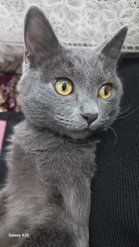 Британский котик 7месяцев