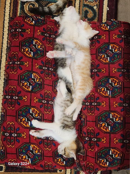 Отдам котят на хорошие руки