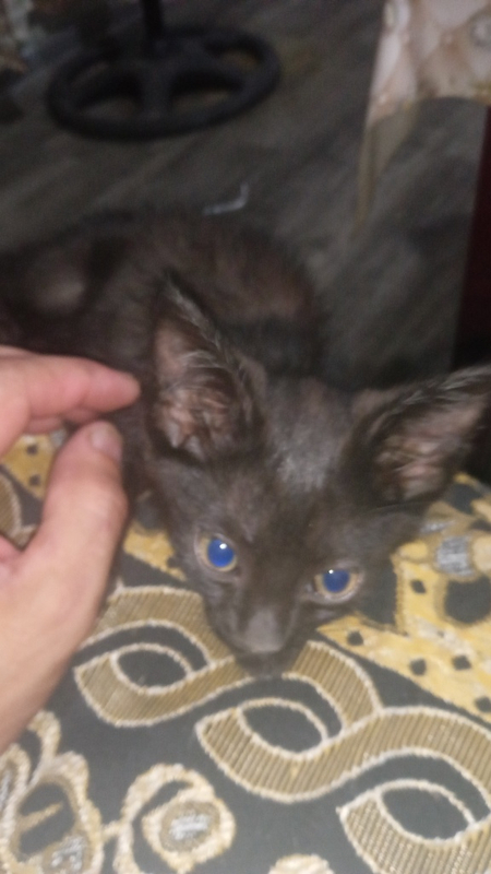 Отдам котят в хорошие руки два мальчика и девочка