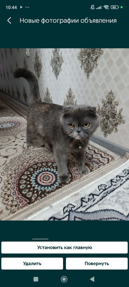 Продаётся кошка фолт
