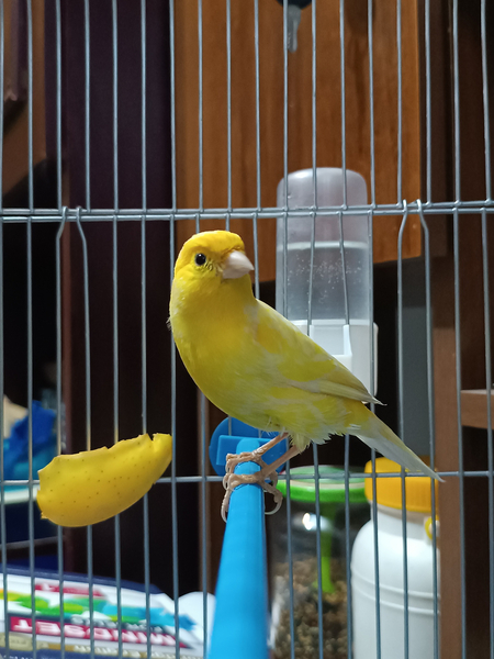 Limon nar sotiladi