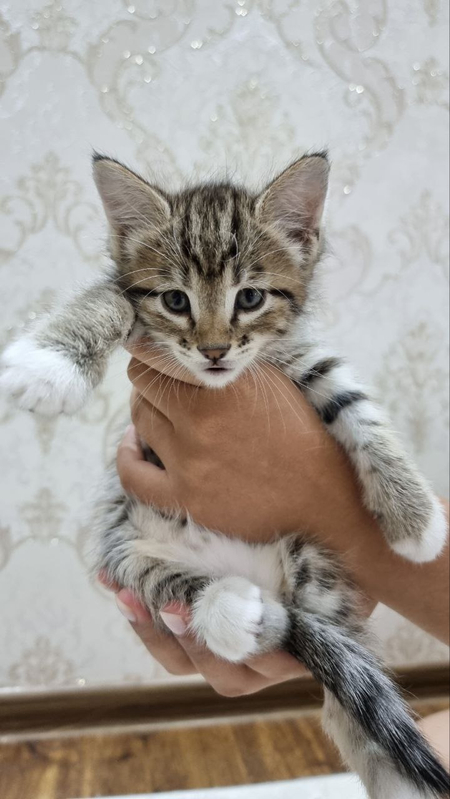 50.000, исключительно в добрые руки милые котята!