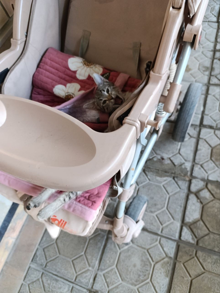 Отдам котят в хорошие руки, проглистованы