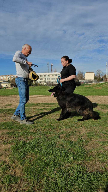 Дрессировка собак