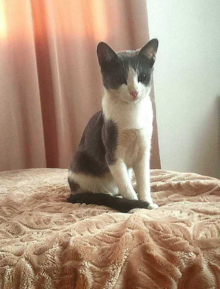 Котёнок, мальчик, 5 месяцев
