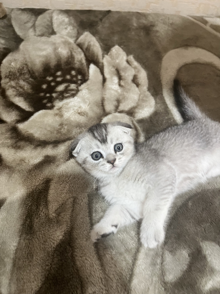 Британские котята