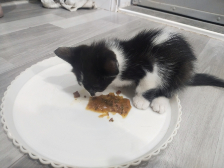 Отдам даром милого котёнка