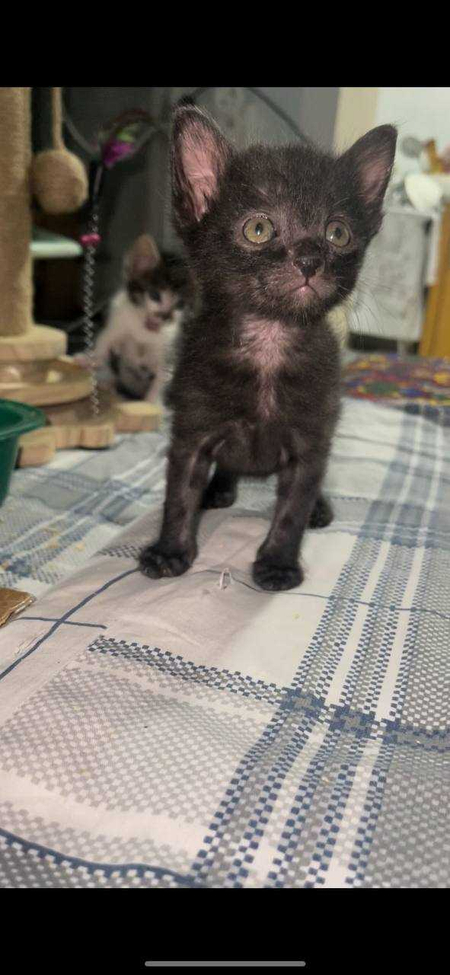 Отдам котят любящих животных людям