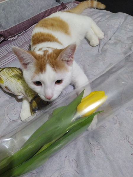Коты, дадим в хорошие руки