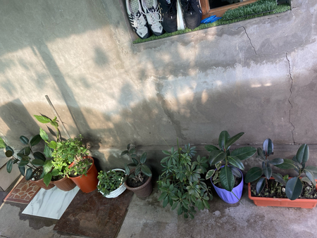 Денежный aloe gullari xonaki