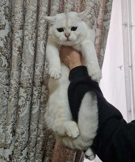Продается чистокровный шиншилла