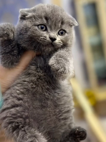 Кот на вязку Скотиш фолд