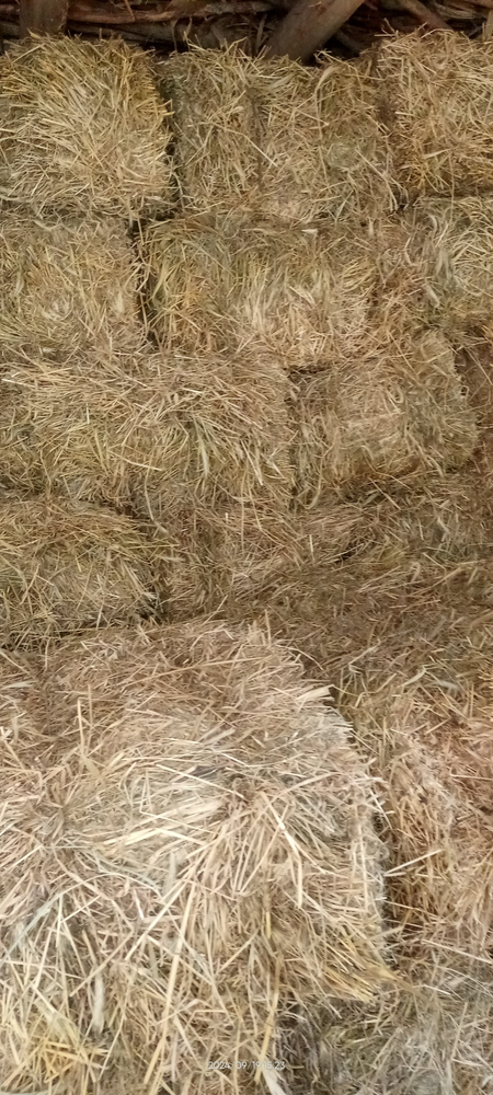 Birinchi oʻrim hashak