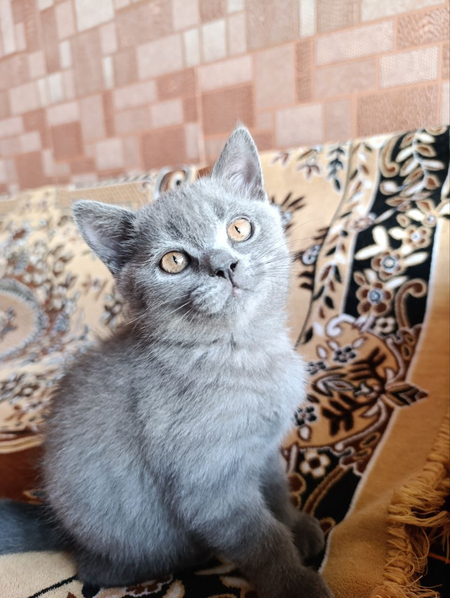 Чистокровный  британский кот