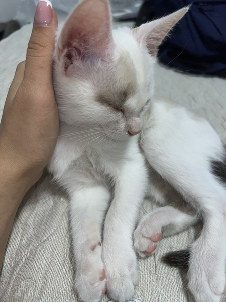 Отдам в добрые руки котёнка с голубыми глазками.