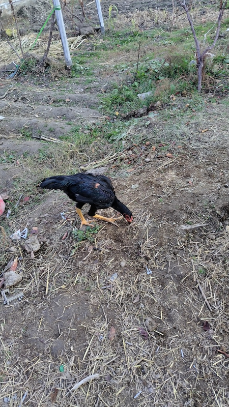 Juja xuroz sotiladi avgustda chiqqan juja